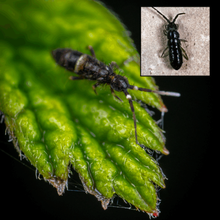 Small Black Bugs on Plants: Identify, Prevent, and Treat Naturally