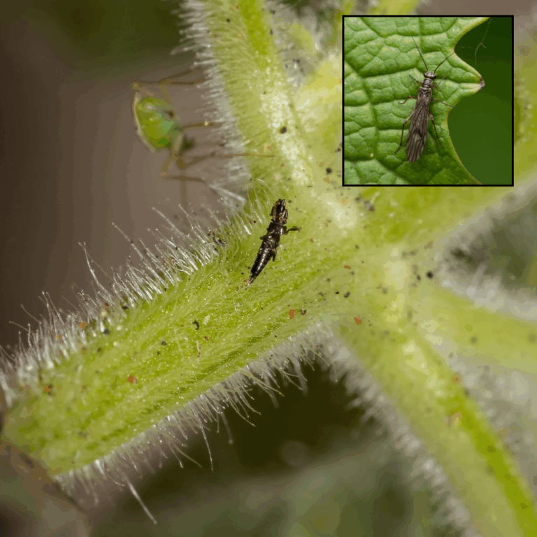 Small Black Bugs on Plants: Identify, Prevent, and Treat Naturally