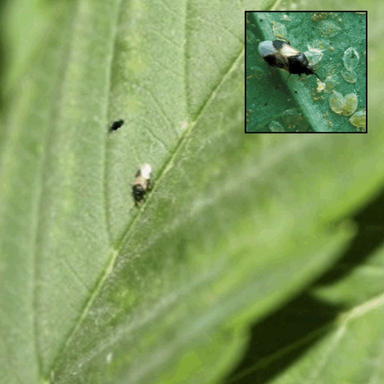 Small Black Bugs on Plants: Identify & Treat Them Naturally