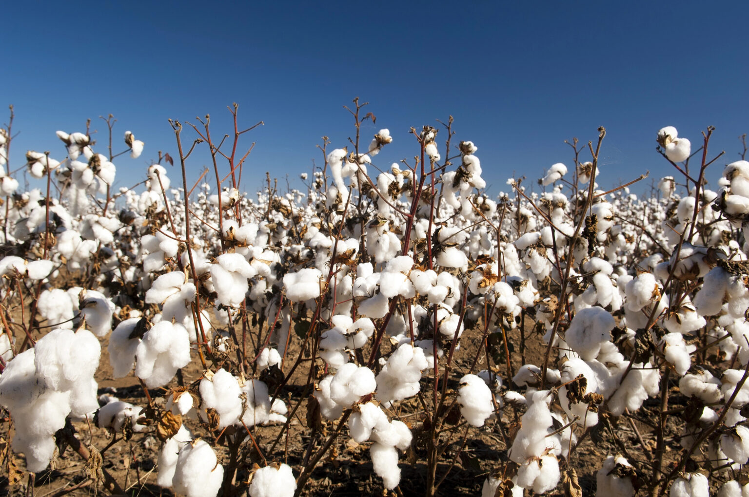 Cotton Burr Compost: The Secret to Healthier Soil and Happier Plants ... Cotton Burr Compost: The Secret to Healthier Soil and Happier Plants ...